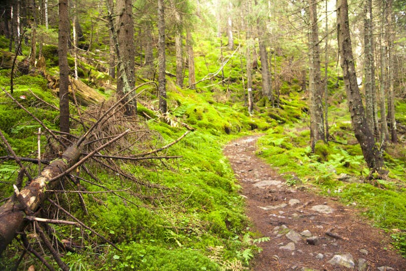 Track in wood stock image. Image of marks, selected, thicket - 44955463