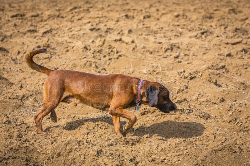 Tracker Dog on a Empty Field Stock Photo - Image of brown, mammal ...