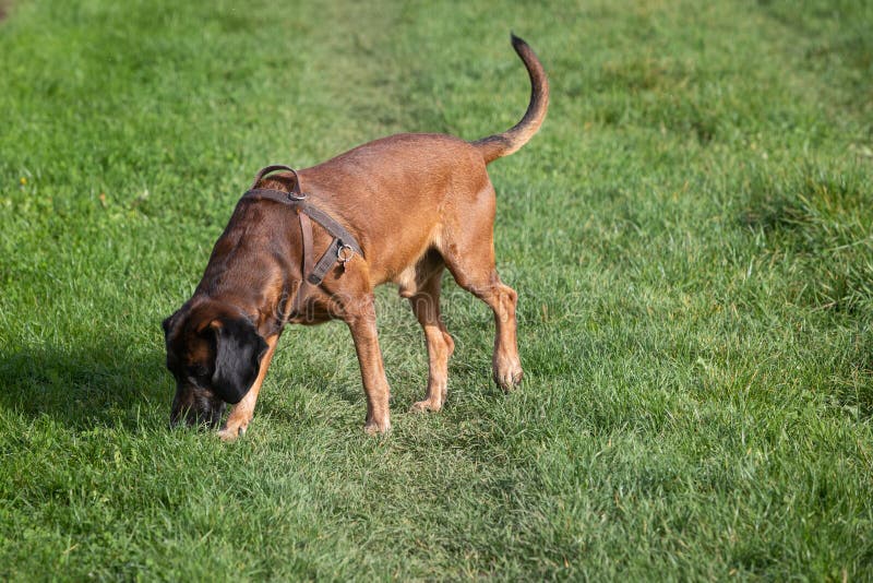 Tracker Dog Sniffing in the Grass Stock Photo - Image of sniffing, cute ...