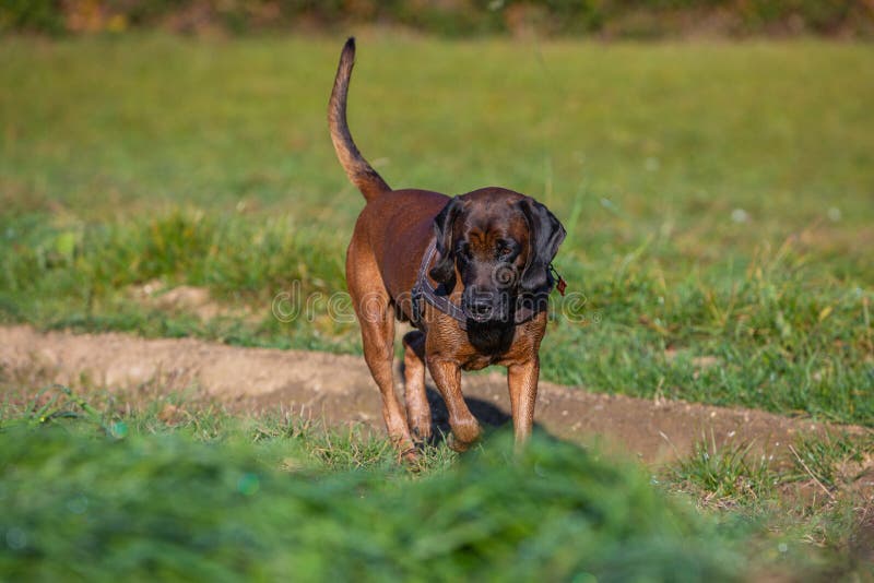 Tracking Dog Following the Smell Stock Image - Image of scene, leisure ...