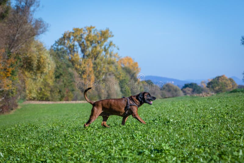 Tracking Dog Walking on a Meadow Stock Photo - Image of outdoors ...