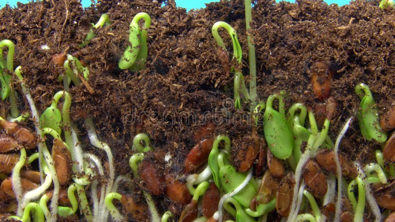 Tracking Germination of a Large Number of Shoots with Flax Seed Leaves ...