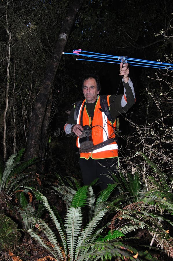 Tracking possums editorial stock photo. Image of conservationists ...