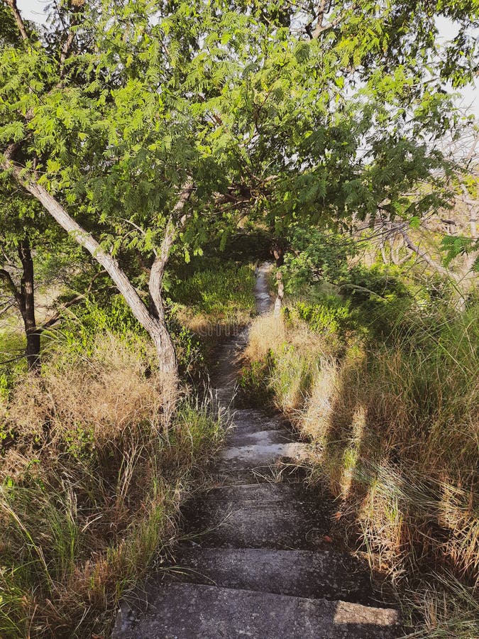 Tracking Road in Forest stock photo. Image of plant - 198833556