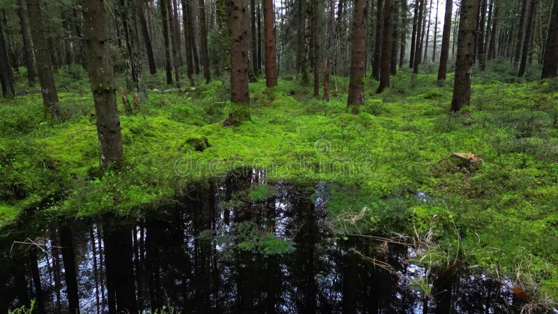 Moving in Pine Forest with Bog Stock Footage - Video of autumn, nature ...