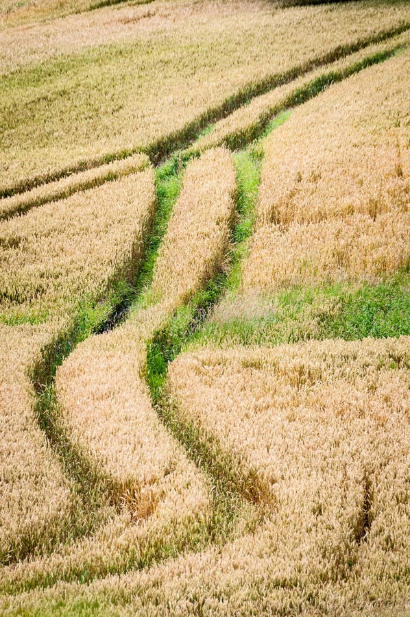 Tracks In The Cheshire Countryside Stock Photo - Image of agricultural ...