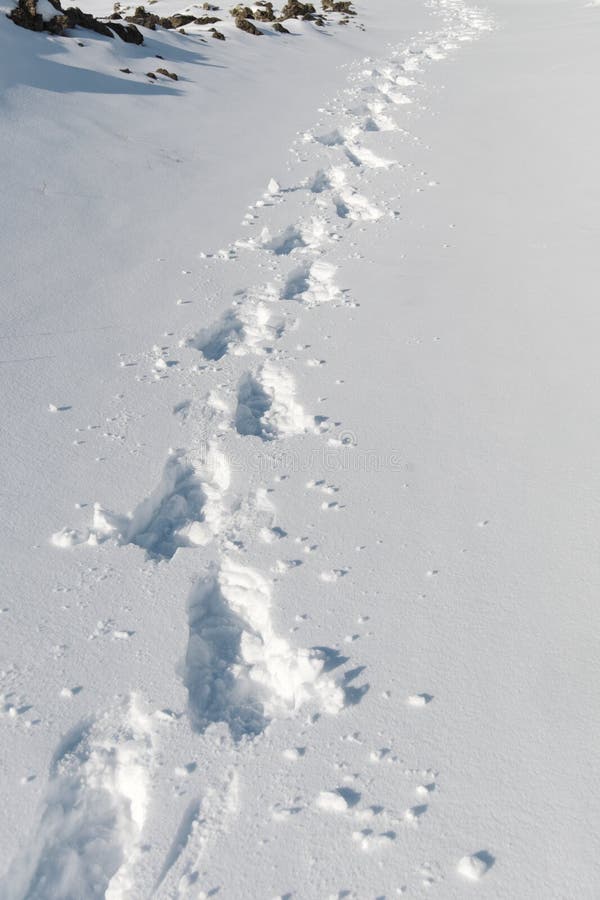 Tracks on the Deep Snow stock photo. Image of imprint - 174612324