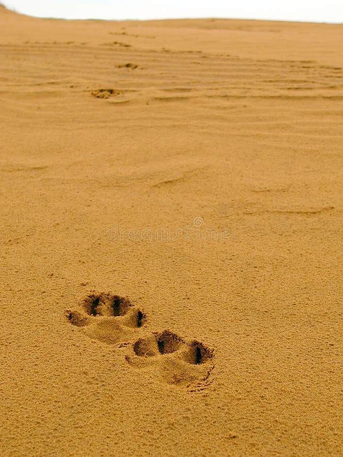 Tracks in desert stock image. Image of pets, journey, canine - 2696429
