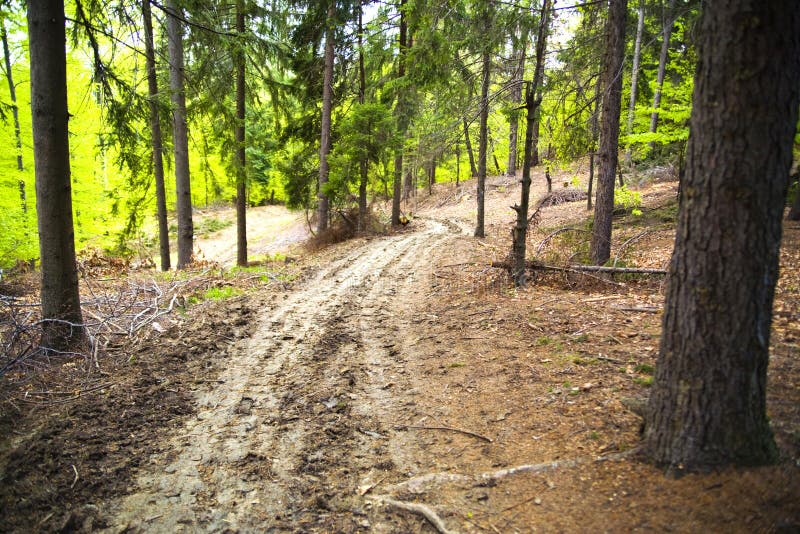 Tracks in forest stock photo. Image of natural, dense - 5094742
