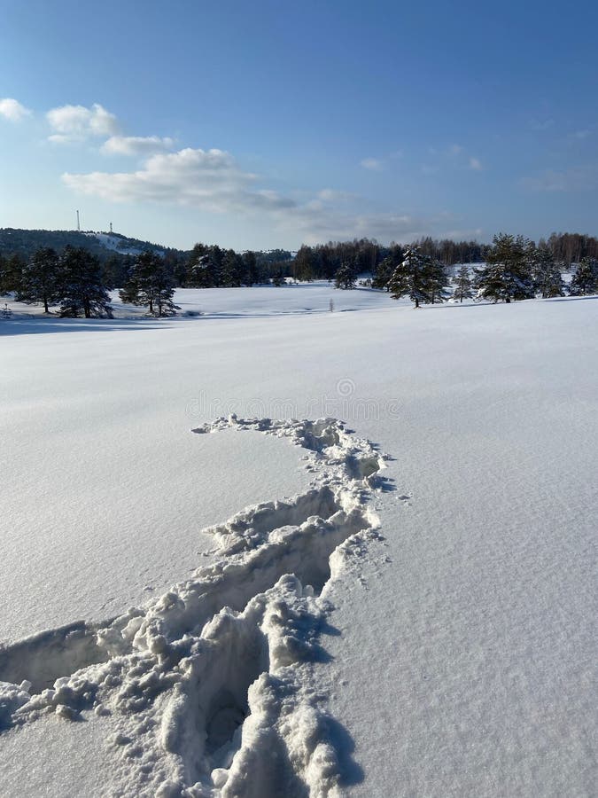 Tracks on Freshly Fallen Snow with a Background of a Forest, Vertical ...