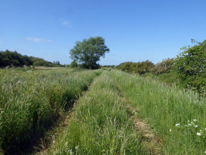 Tracks on Grass and Foliage Stock Image - Image of neglected, rural ...
