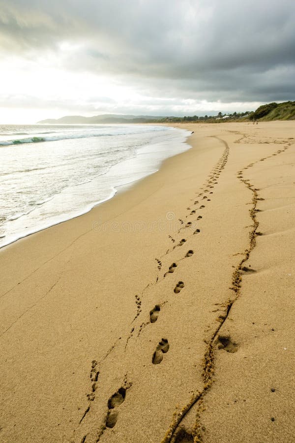Sand tracks at the beach stock illustration. Illustration of scenic ...