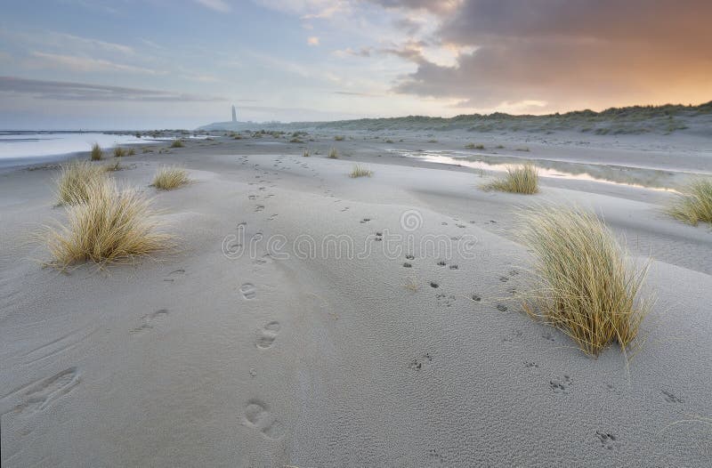 Tracks on Sand Beach at Sunrise Stock Photo - Image of dutch, landscape ...