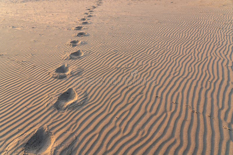 Tracks in the sand stock image. Image of pattern, perspective - 298487063