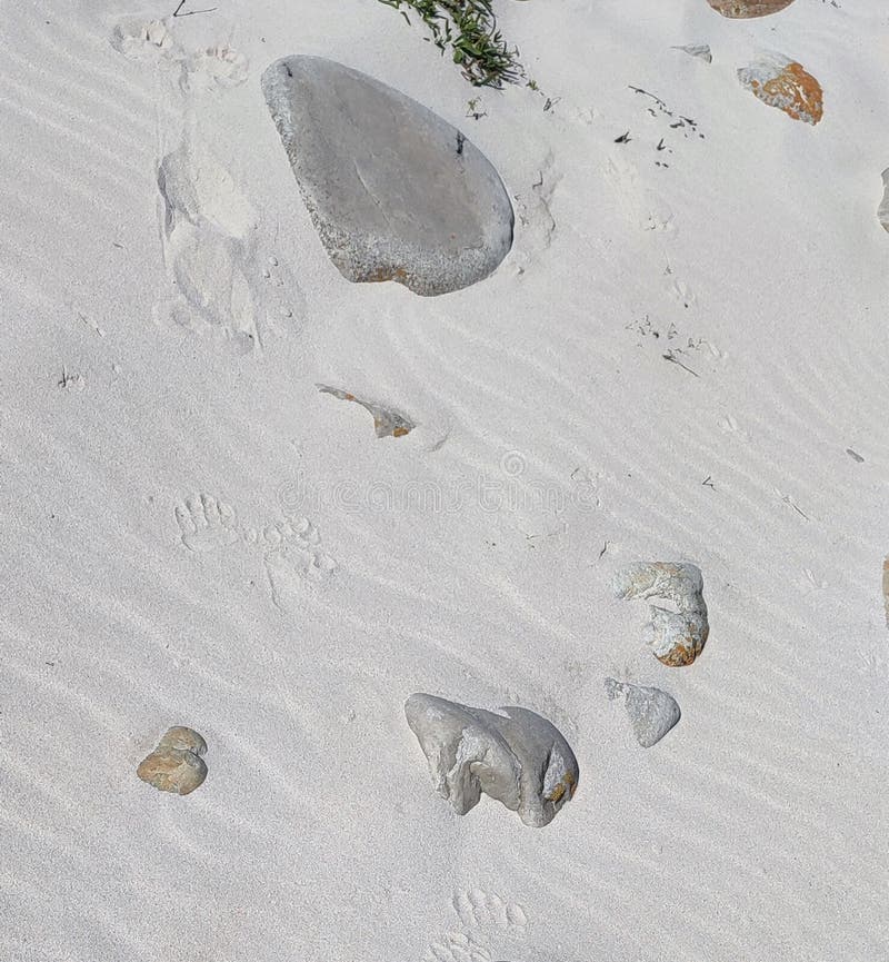 Baboon Tracks Stock Photos - Free & Royalty-Free Stock Photos from ...