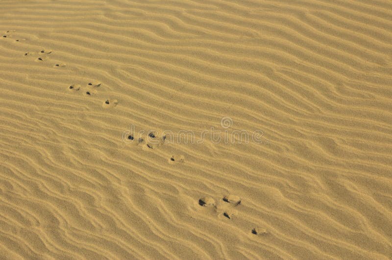 Tracks in Sand stock photo. Image of curves, prints, texture - 39378524