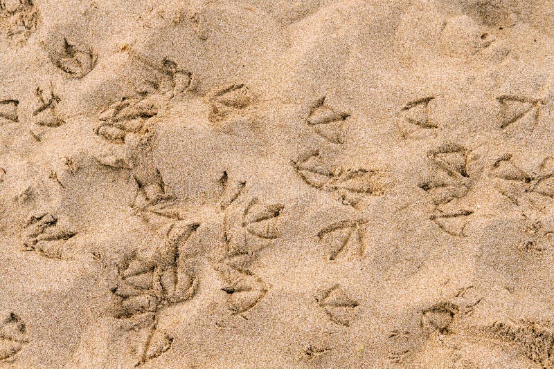 Tracks of Seagulls on the Beach Sand Stock Photo - Image of seagull ...