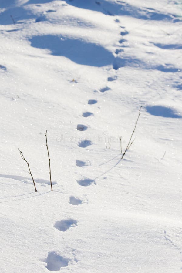 Tracks in the snow stock image. Image of step, meadow - 23193521
