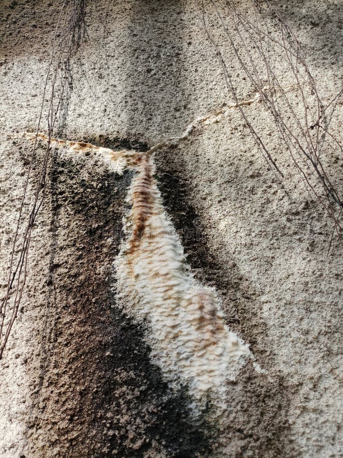 Tracks in Snow. Old Wood Texture. Old Texture on the Cement Wall Stock ...