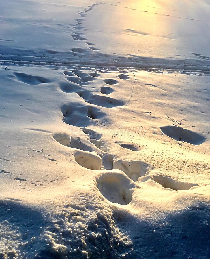 Silence at sunset stock image. Image of sunset, snow - 177269915