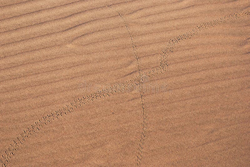 Tracks and trails stock photo. Image of namibia, insects - 26247118