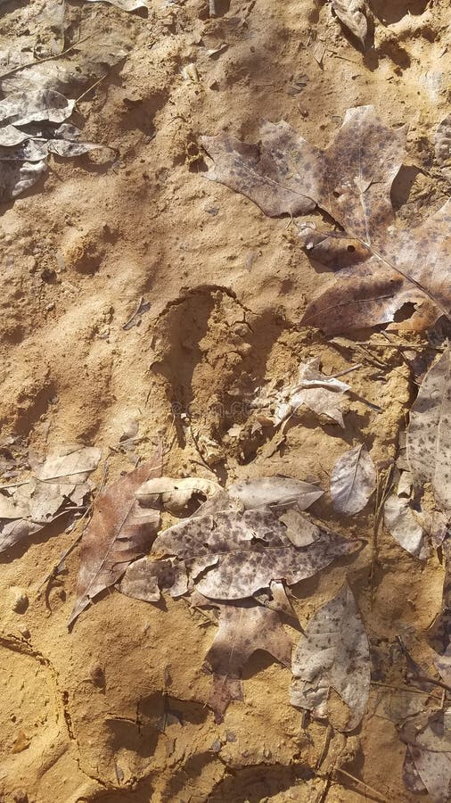 Tracks of the wild stock image. Image of tracks, outdoors - 177070287