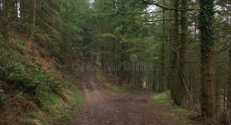 Woodland Scene stock photo. Image of soil, deciduous - 343679736