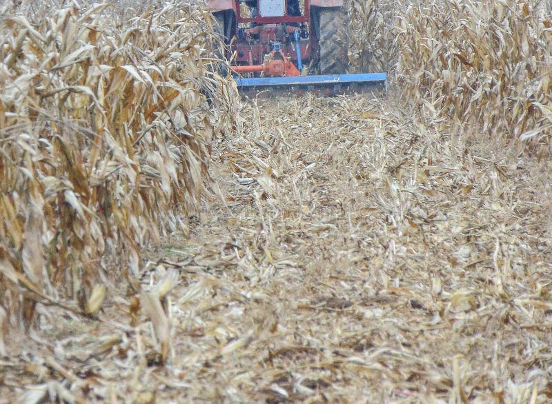 A Tractor Clears the Field after the Corn Has Been Harvested ...