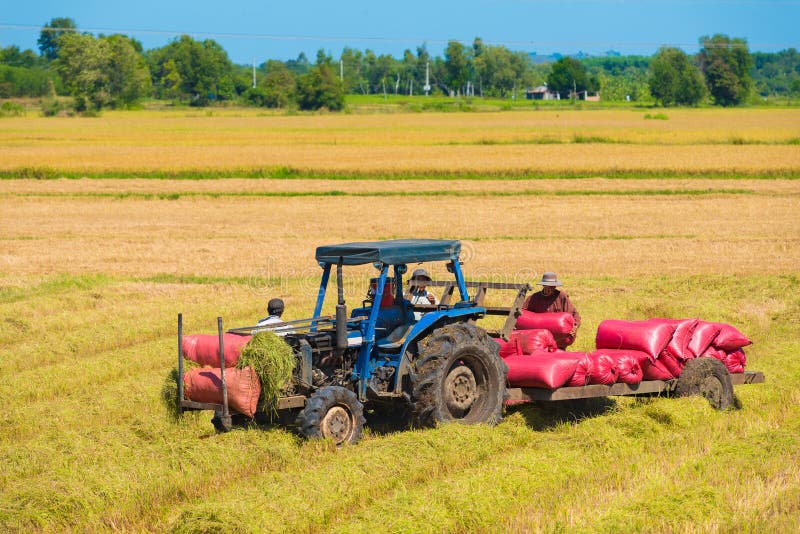 Tractor in Rice Field, Mechanism Farmer Rice Cultivation Stock Image ...