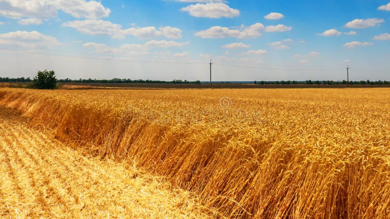 The Tractor Collects the Wheat Harvest in the Field Stock Photo - Image ...