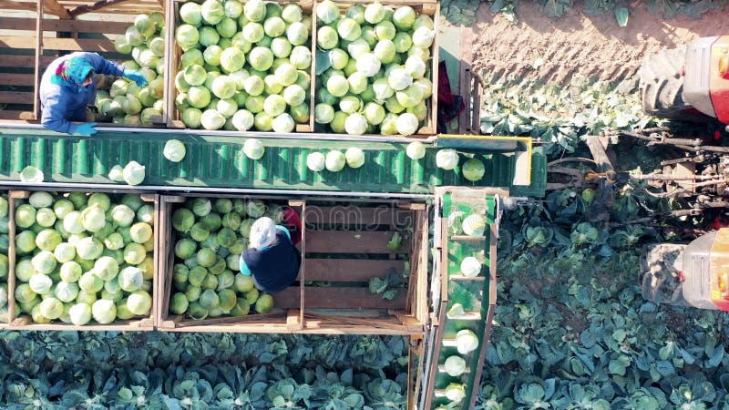 Tractor with a Conveyor and Farmers Sorting Cabbage on it Stock Footage ...