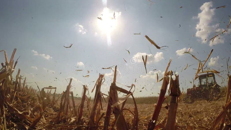Cutting Corn Silage with a Self-propelled Machine and Filling a Tractor ...