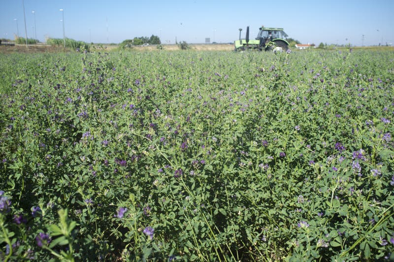 Tractor Cutting and Swathing Alfalfa Stock Photo - Image of natural ...