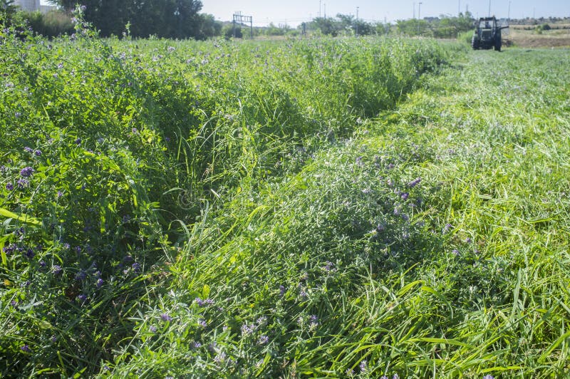 Tractor Cutting and Swathing Alfalfa Stock Photo - Image of livestock ...