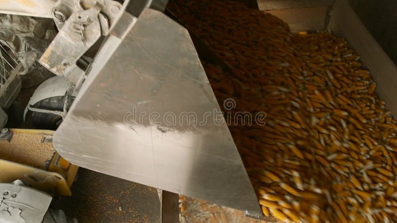 Tractor is Dumping Corn Cobs Stock Footage - Video of warehouse ...