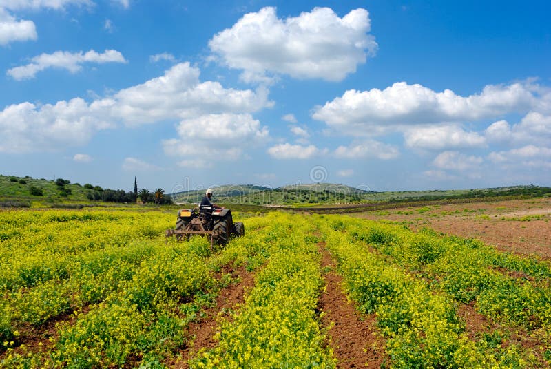 Tractor at field stock photo. Image of agriculture, harvest - 8829322