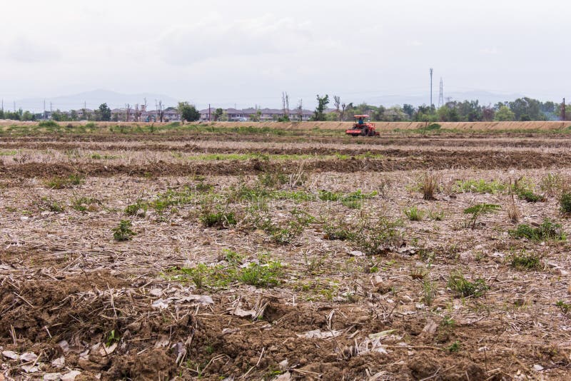Tractor in Rice Field, Mechanism Farmer Rice Cultivation Stock Image ...
