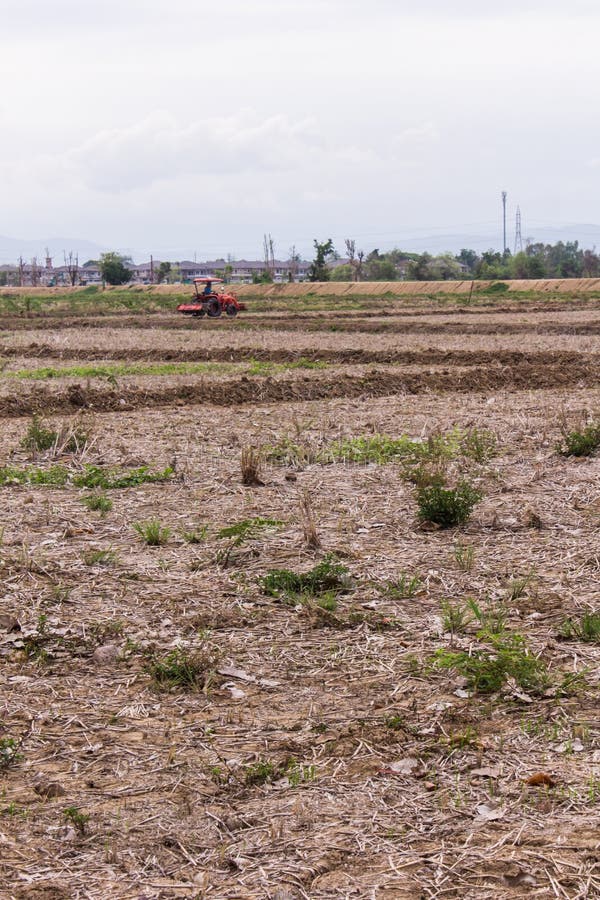 Tractor in Rice Field, Mechanism Farmer Rice Cultivation Stock Photo ...
