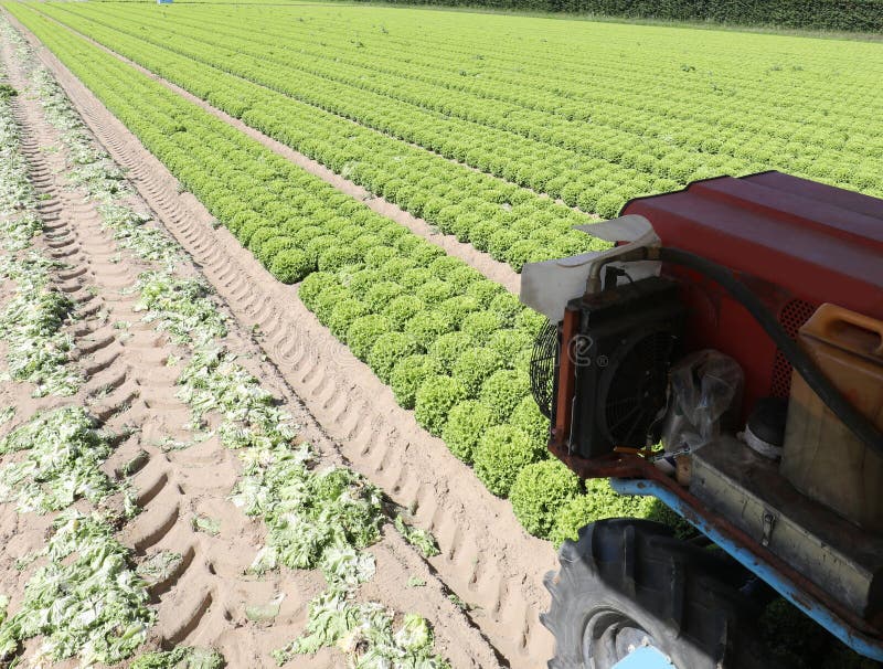 Tractor and the Field of Lettuce Stock Image - Image of chicory ...