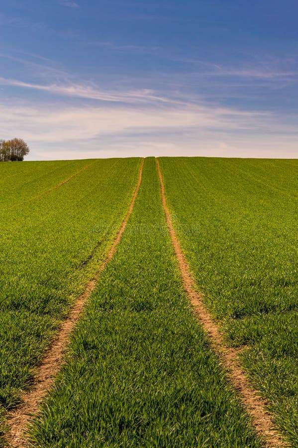 A Tractor on the Field Waters the Plants with Pesticides. Stock Photo ...