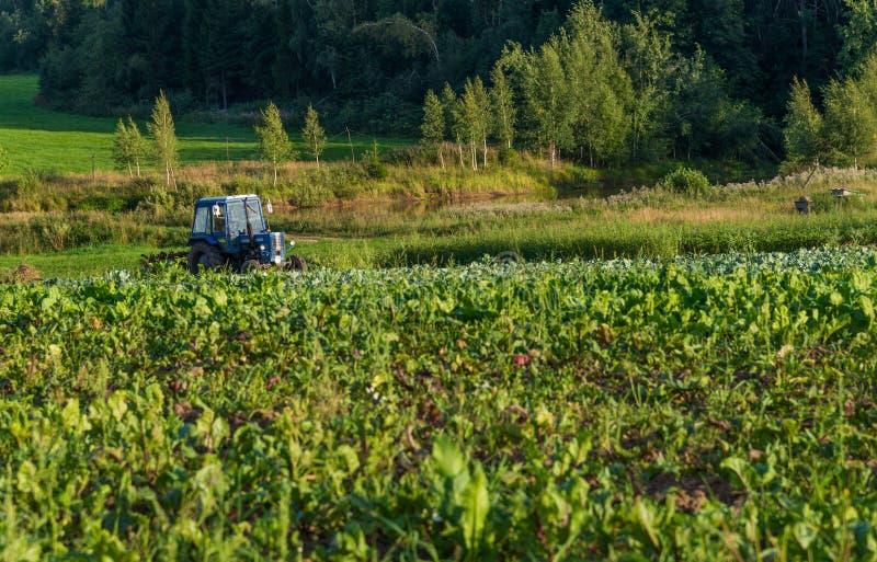Tractor on Field with Turnips and Cabbage Stock Image - Image of ...