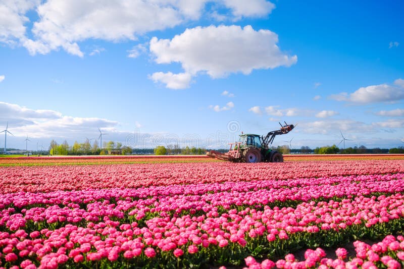 A Tractor in a Flower Field. Agricultural Machinery at Work. a Field ... A Tractor in a Flower Field. Agricultural Machinery at Work. a Field ...