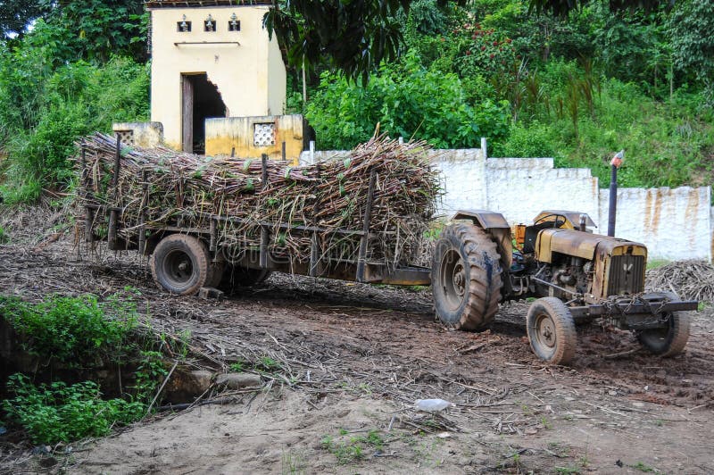 Sugar cane tractor stock image. Image of cane, agriculture - 7455863 Sugar cane tractor stock image. Image of cane, agriculture - 7455863
