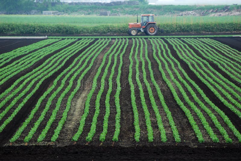 Tractor in a green field stock image. Image of grow, spring - 5369371