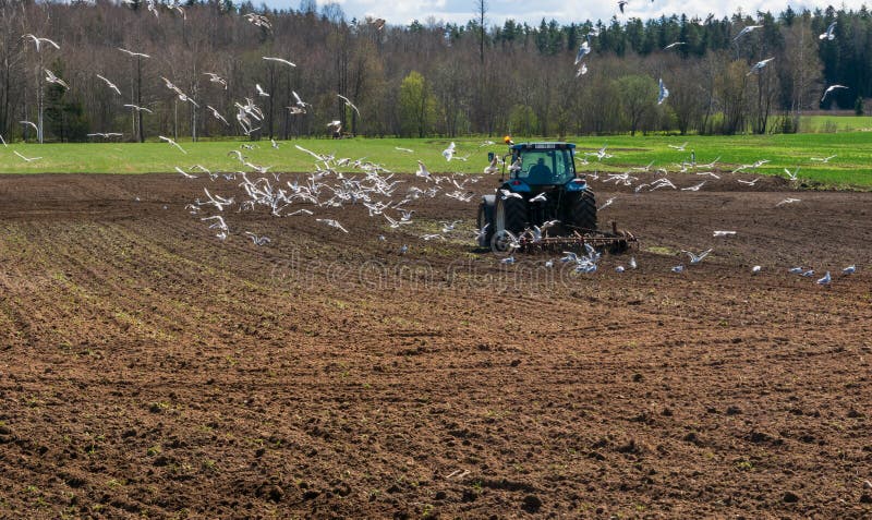 Tractor and Group Seagull . Stock Photo - Image of tractor, agriculture ...