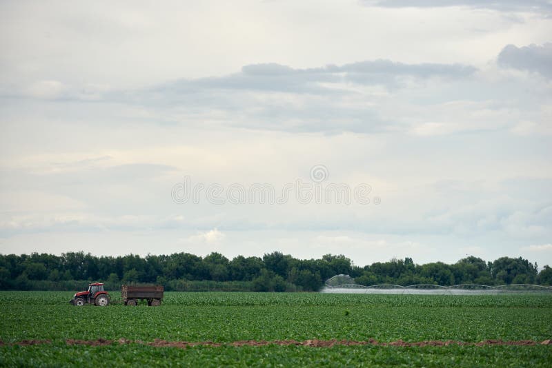 Tractor Growth, Monoculture. Agricultural Irrigation System Watering ...
