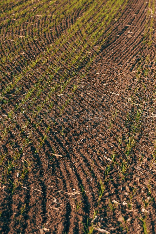Tractor Harrow Track in Wheat Seedling Field Stock Photo - Image of ...