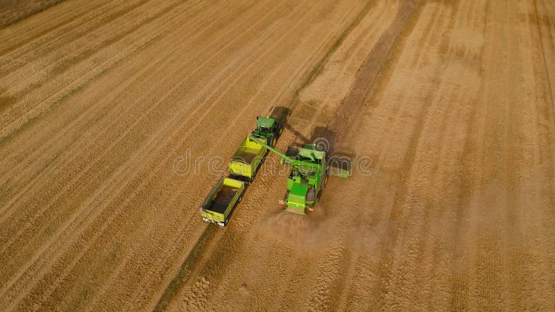 Tractor and Harvester Work Synchronously on a Golden Wheat Field ...