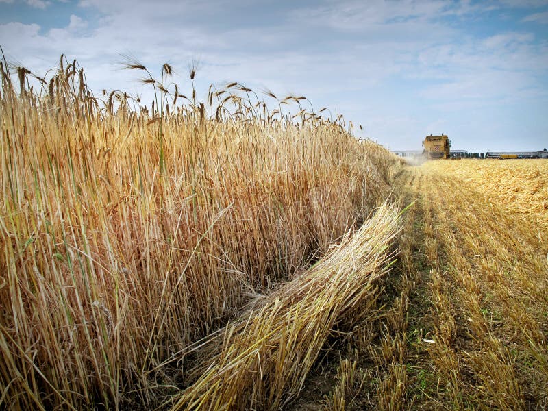 Tractor Harvesting in Field Stock Photo - Image of tractor, agriculture ...