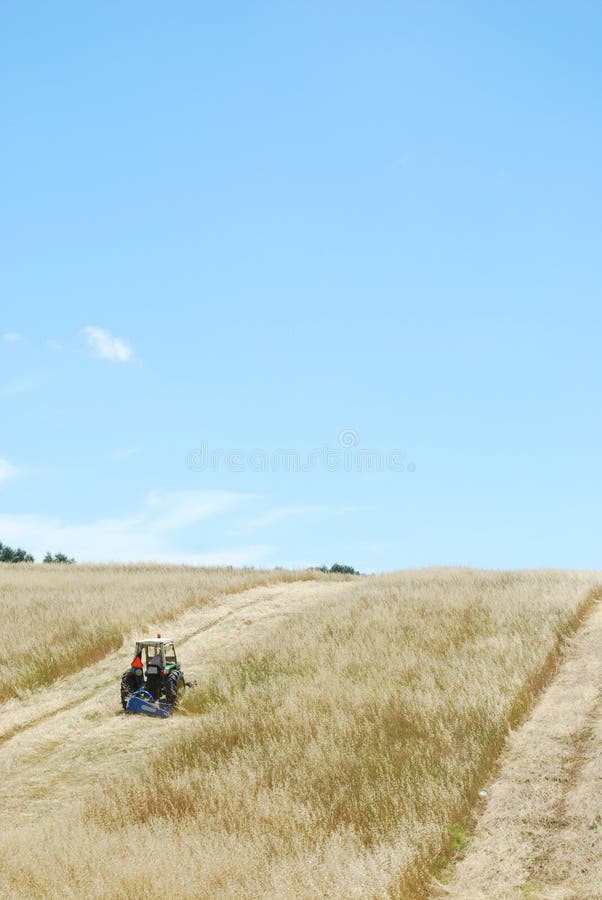 Tractor Harvesting Wheat Field Stock Image - Image of outdoor ...